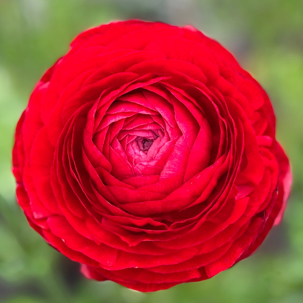 Italian Ranunculus 'Rosso 154-10' - 5 CORMS – Southern Highlands Flower ...