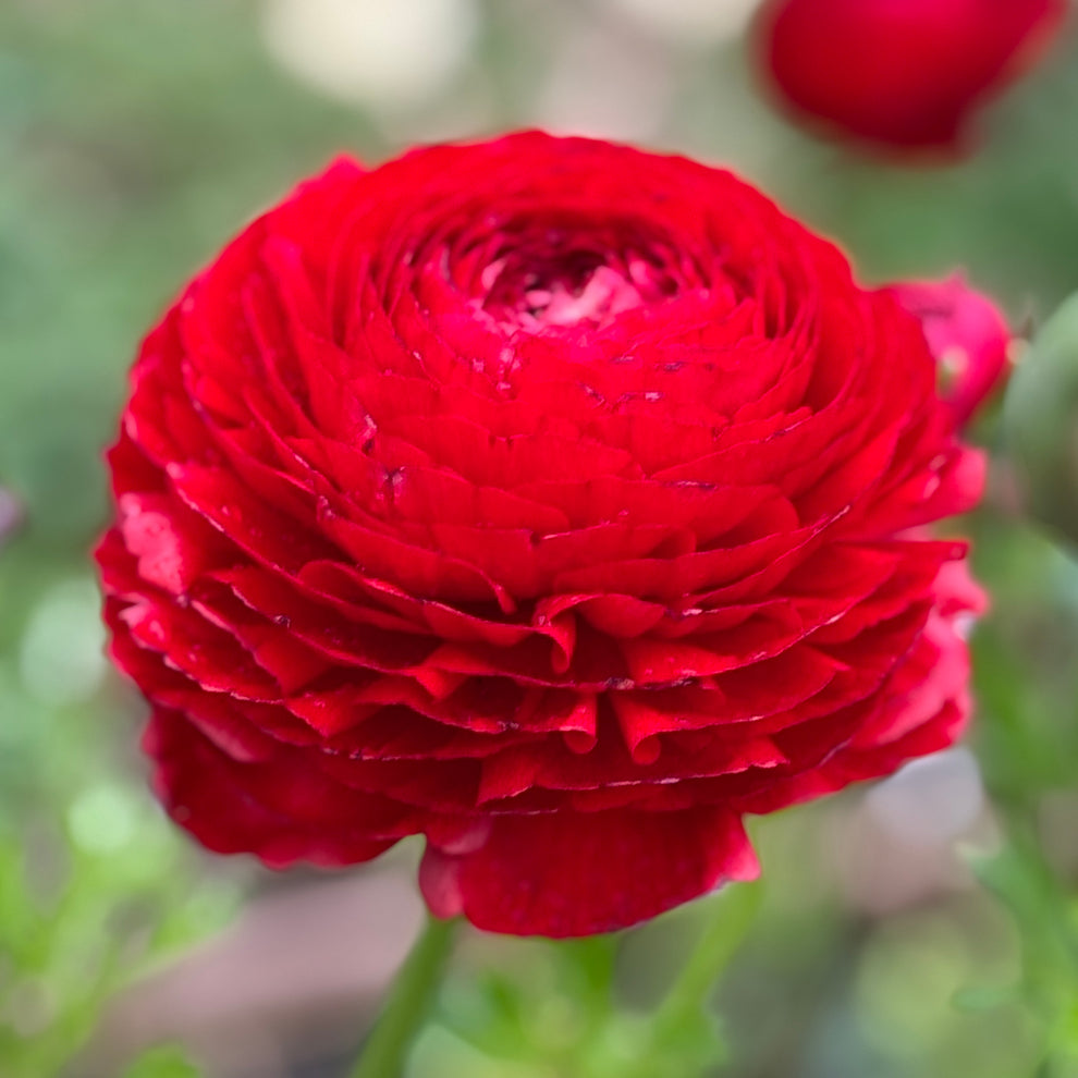 Italian Ranunculus 'Rosso 99-5' - 5 CORMS – Southern Highlands Flower Farm