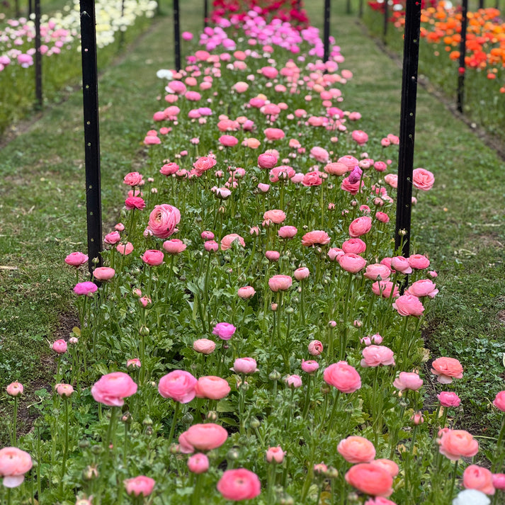 Italian Ranunculus 'Salmone 06' - 5 CORMS – Southern Highlands Flower Farm