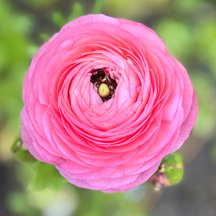 Italian Ranunculus 'Salmone 06' - 5 CORMS – Southern Highlands Flower Farm