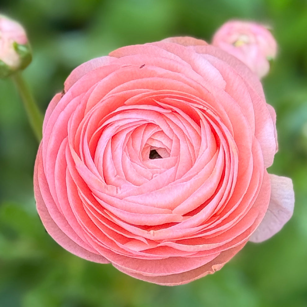 Italian Ranunculus 'Salmone 06' - 5 CORMS – Southern Highlands Flower Farm
