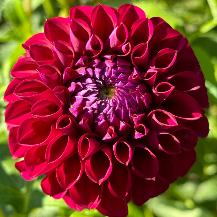 Warraview Raven – Southern Highlands Flower Farm