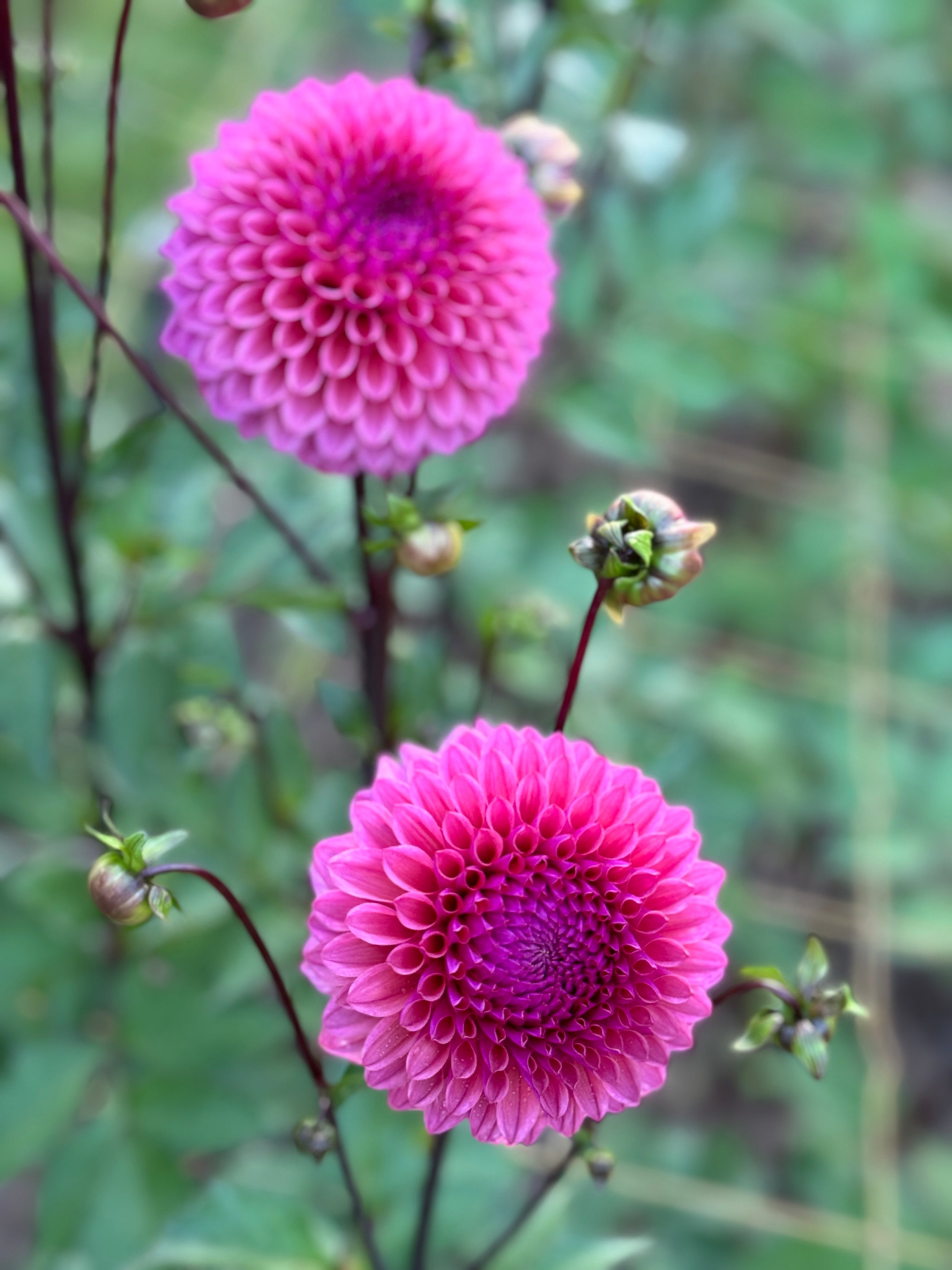 Ailsa Bailey – Southern Highlands Flower Farm