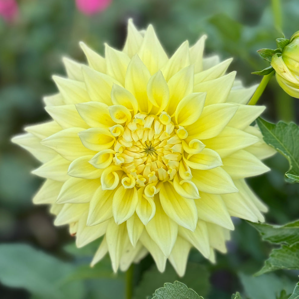 AJ Moon – Southern Highlands Flower Farm