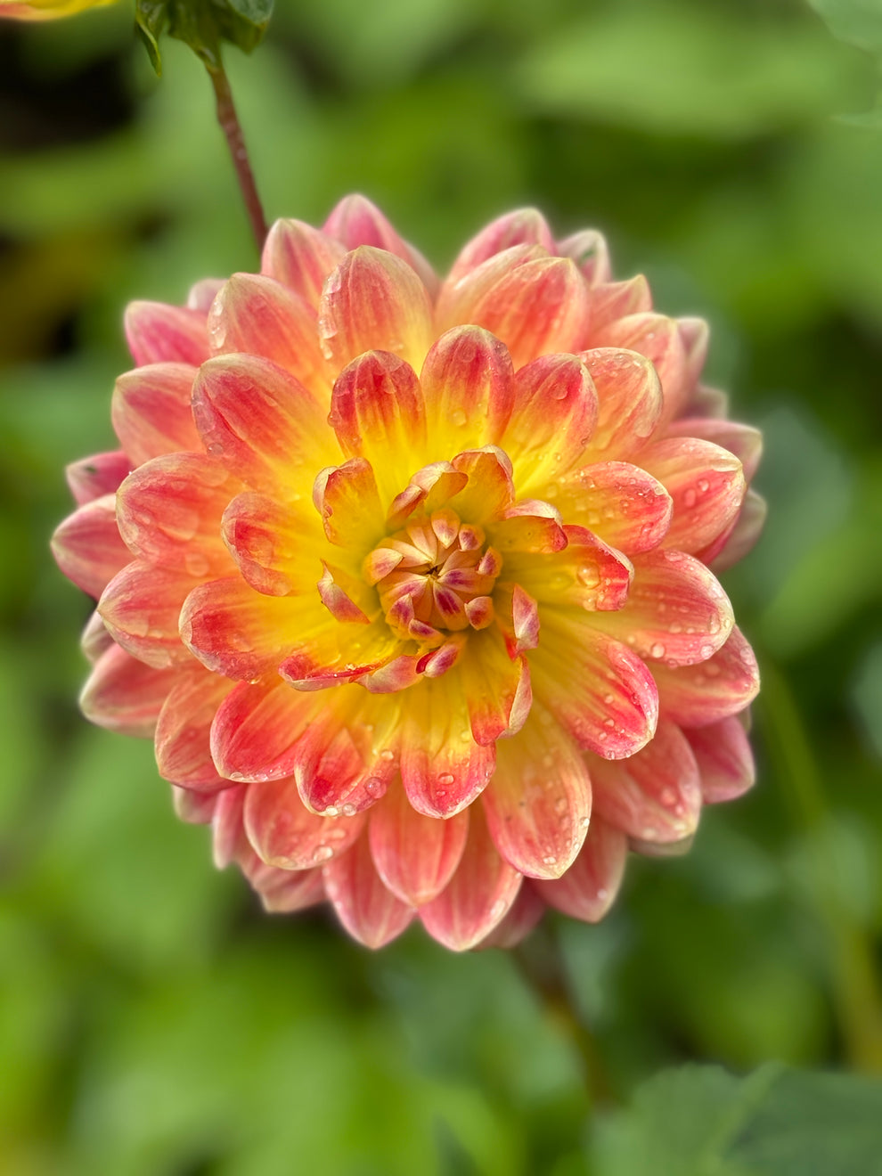 Amy (N/A) – Southern Highlands Flower Farm