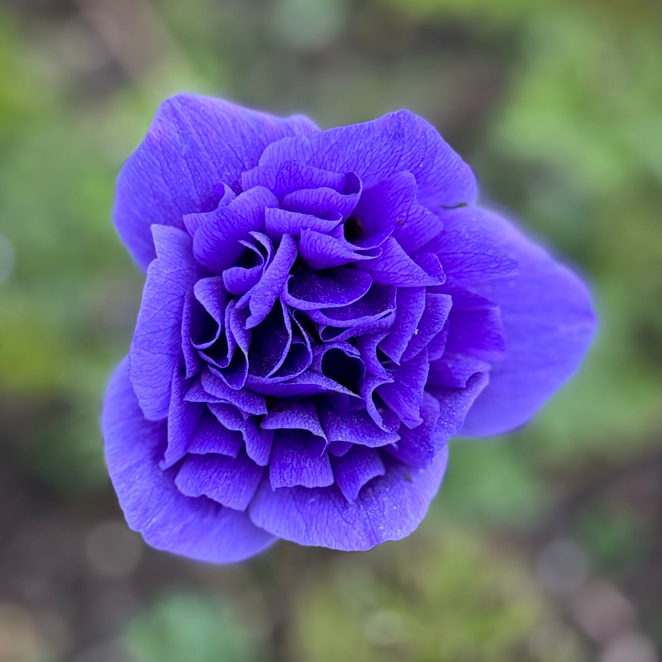 Italian Anemone 'Levante' Mix - 5 CORMS – Southern Highlands Flower Farm