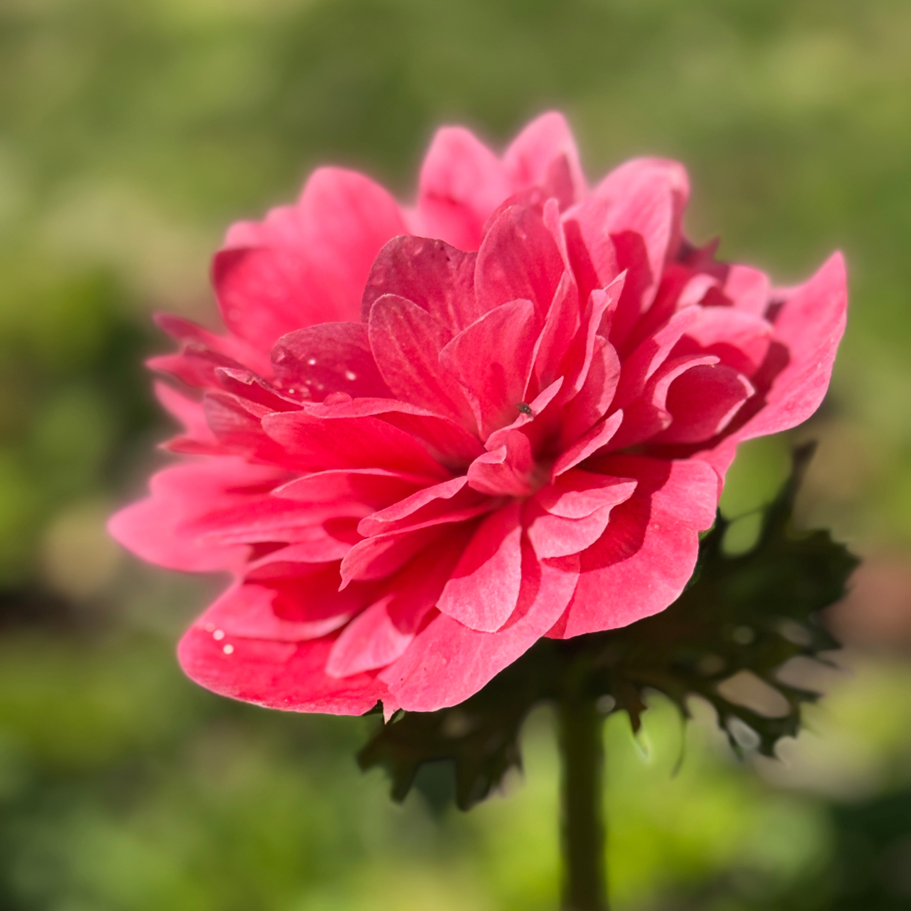 Italian Anemone 'Levante' Mix - 5 CORMS – Southern Highlands Flower Farm