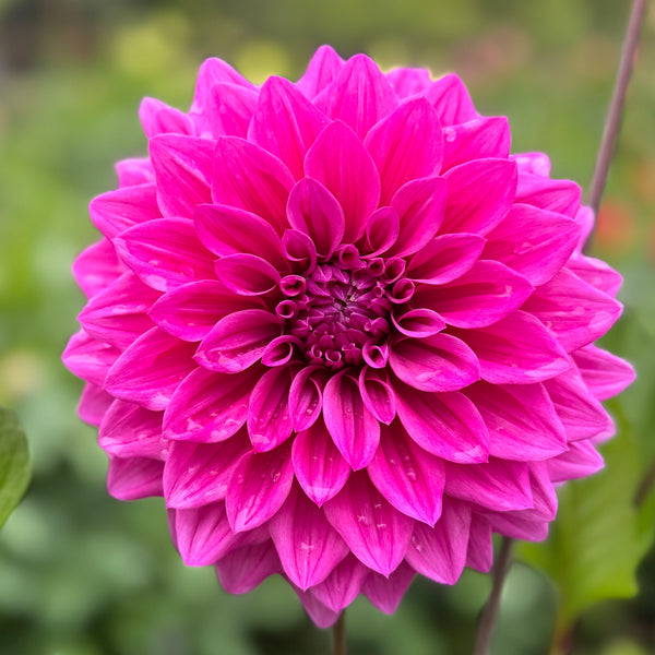 Angie's Fuchsia – Southern Highlands Flower Farm