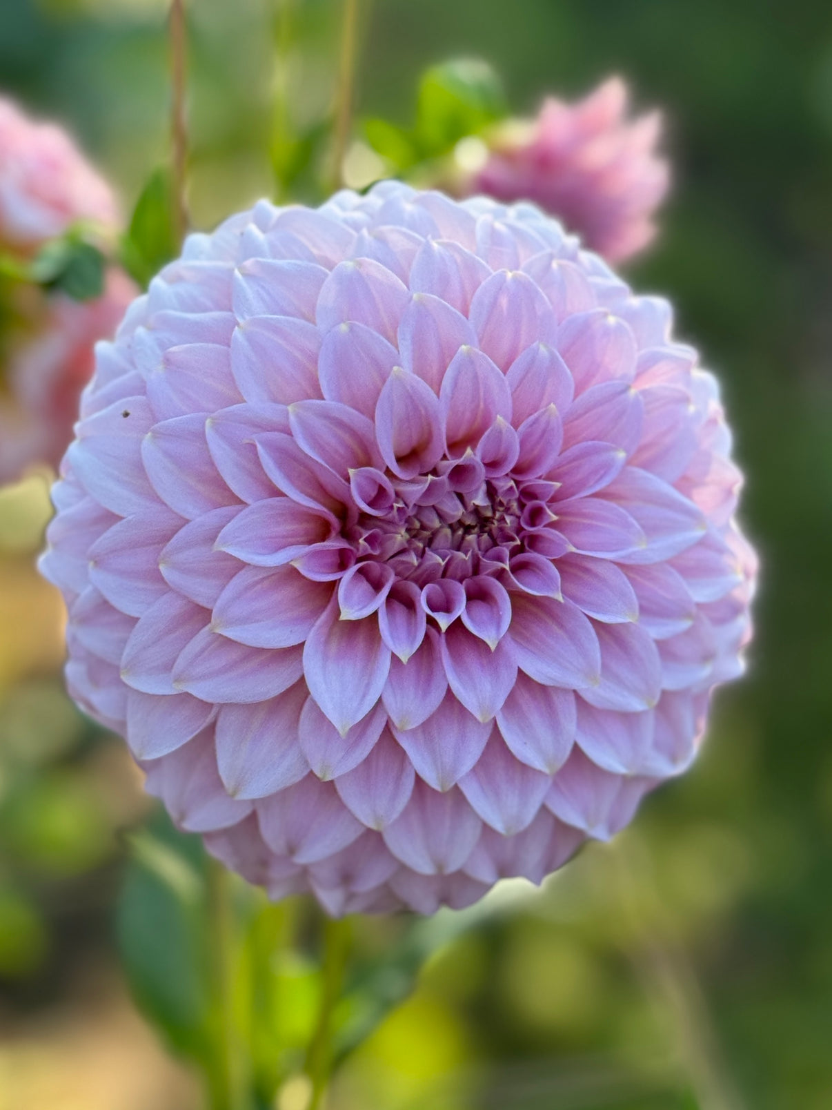 Araluen Leatrice – Southern Highlands Flower Farm