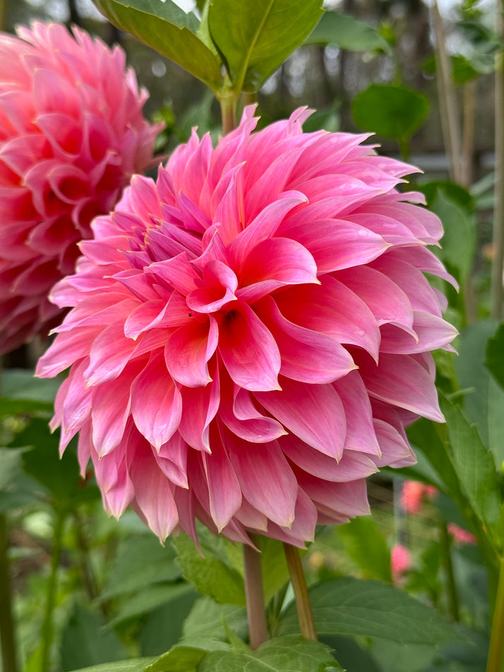 Avoca Amanda – Southern Highlands Flower Farm