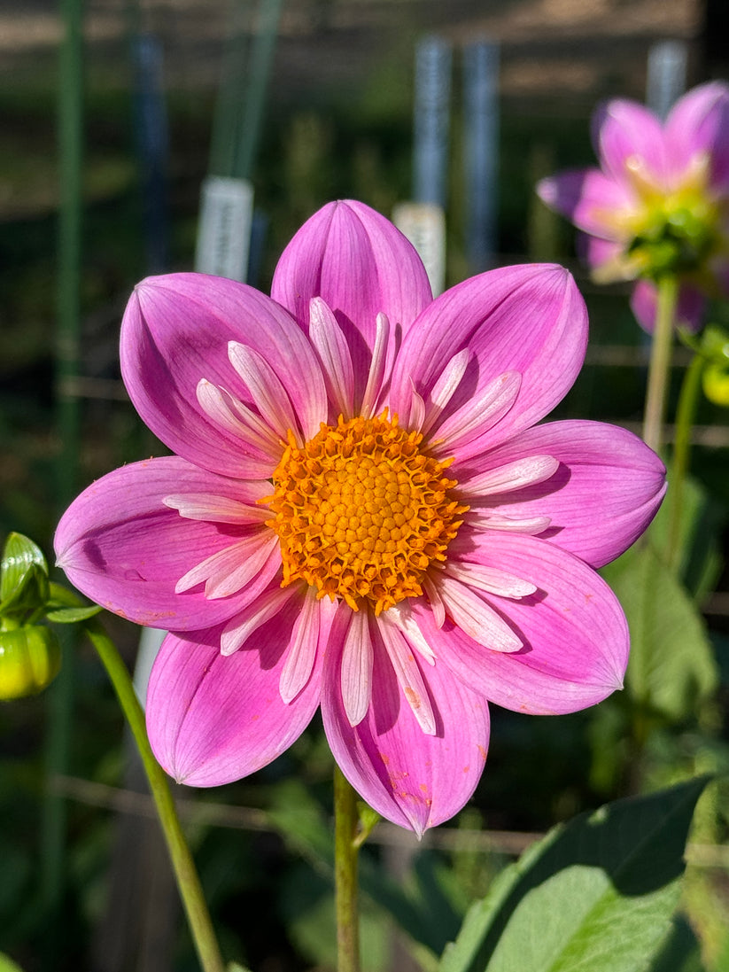 Bloomquist KellyAnn – Southern Highlands Flower Farm