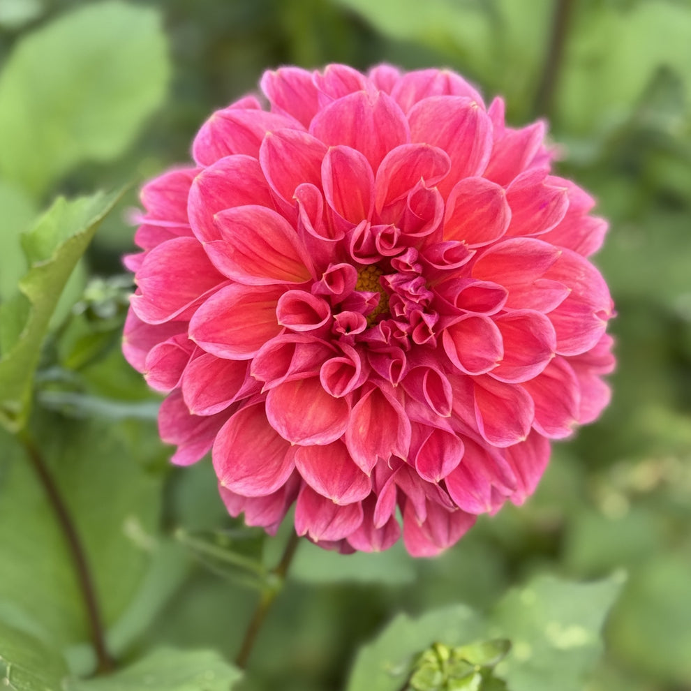 Blue Gum - 3FPB – Southern Highlands Flower Farm