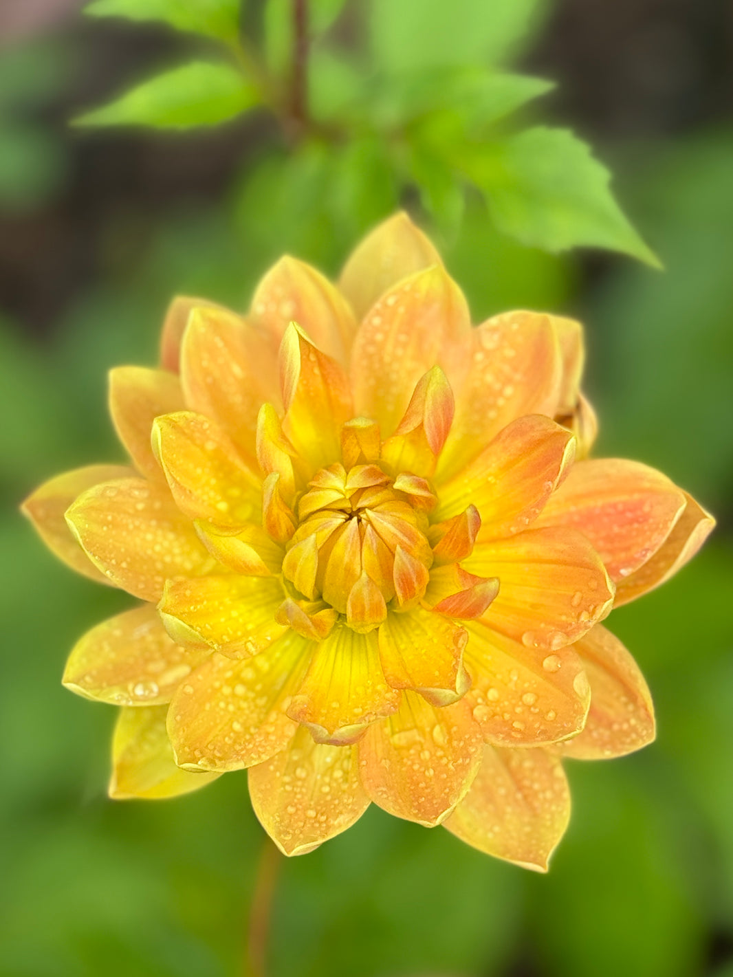 Dahlias - Water Lily – Southern Highlands Flower Farm