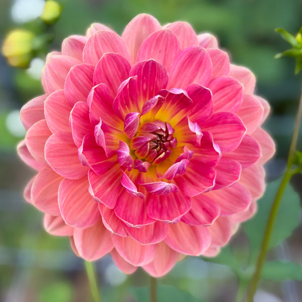 Bracken Hydra – Southern Highlands Flower Farm