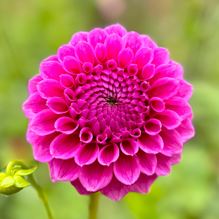 Bracken Rose (N/A) – Southern Highlands Flower Farm