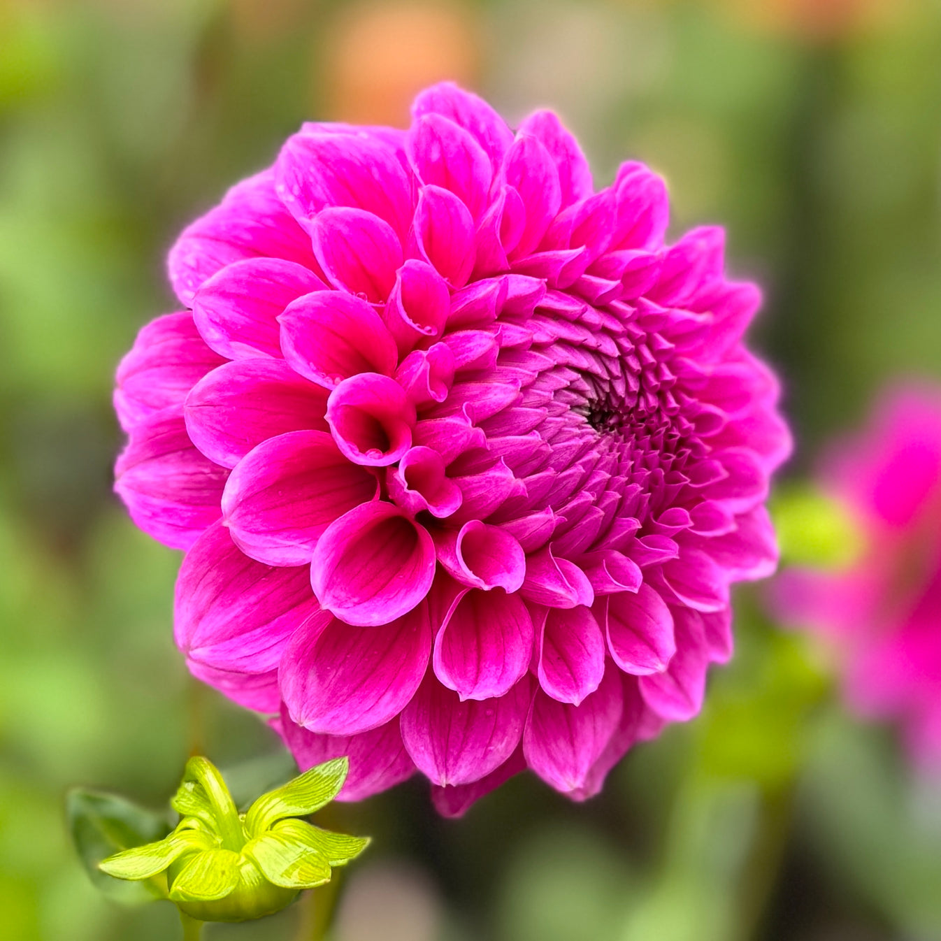 Bracken Rose – Southern Highlands Flower Farm