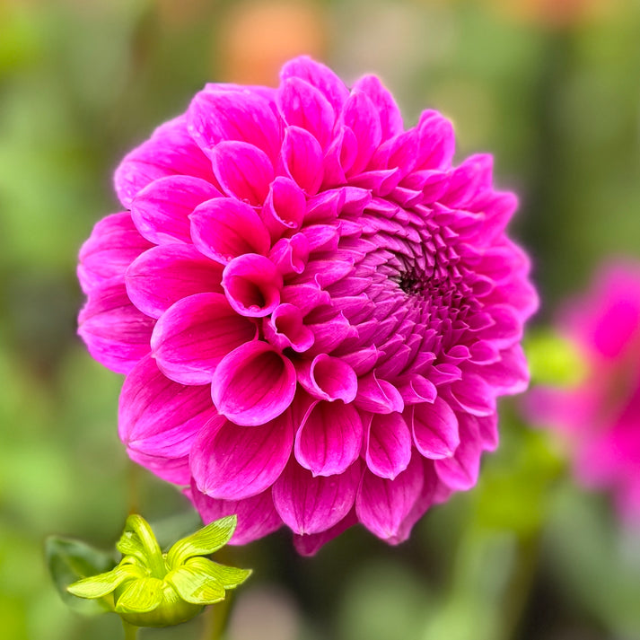 Bracken Rose – Southern Highlands Flower Farm