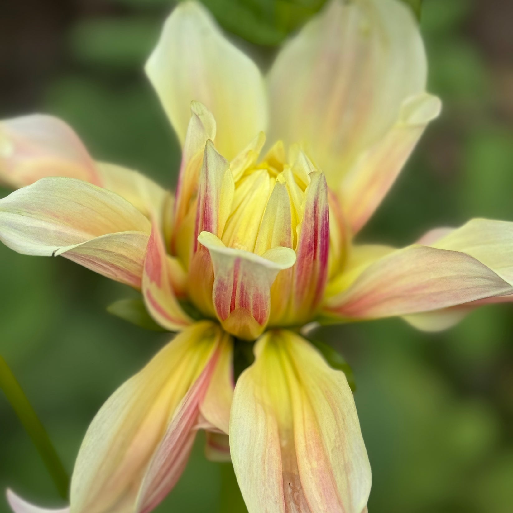 Breakout – Southern Highlands Flower Farm