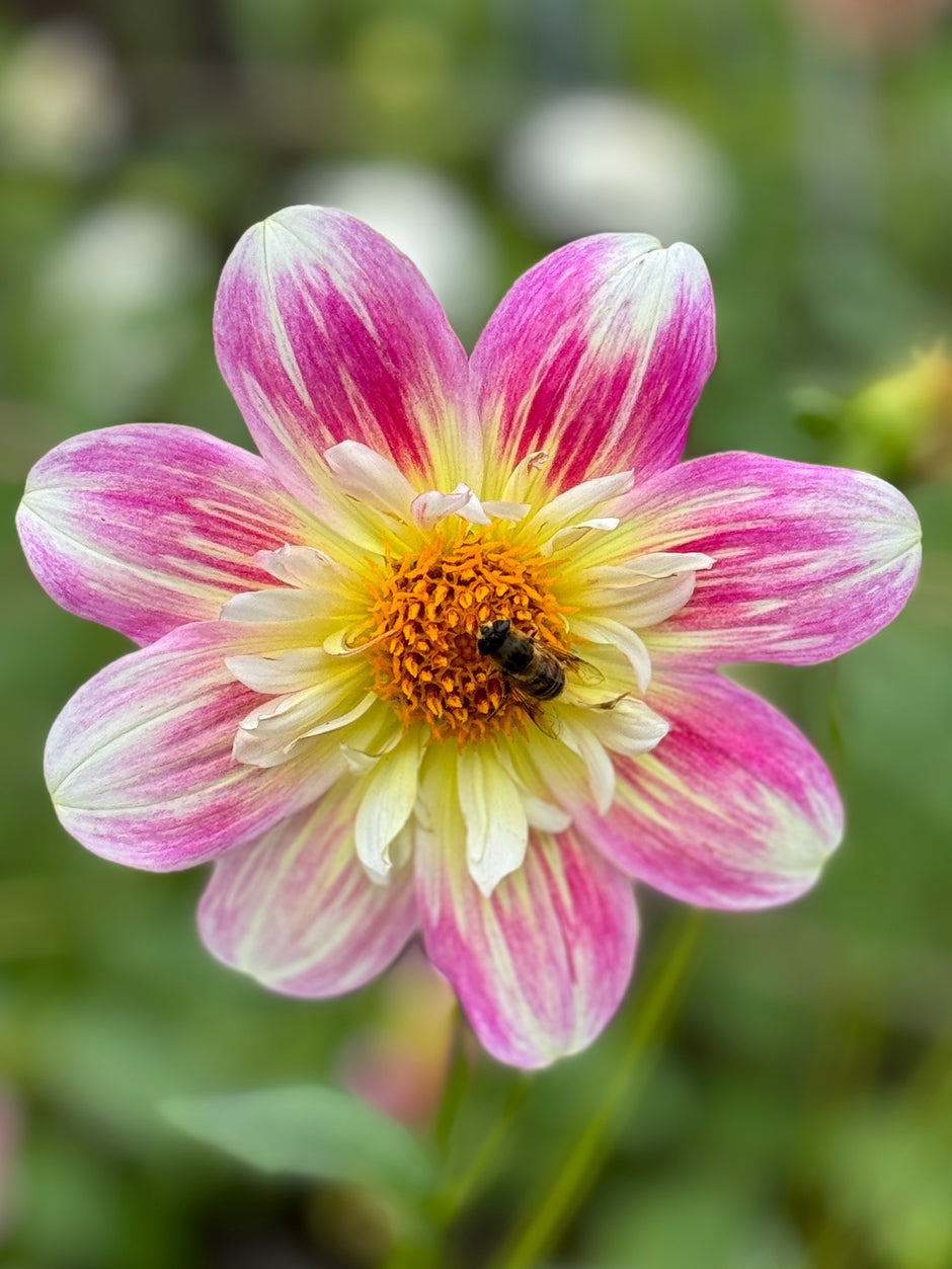 Dahlias - Collarette – Southern Highlands Flower Farm