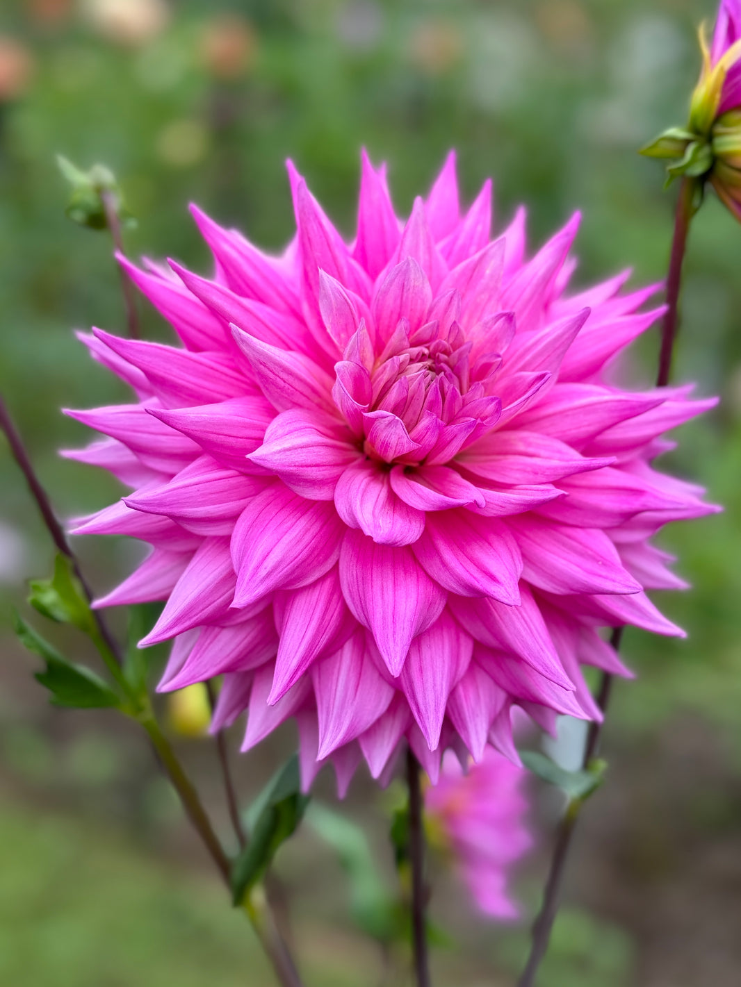 Dahlias - Medium Cactus – Southern Highlands Flower Farm