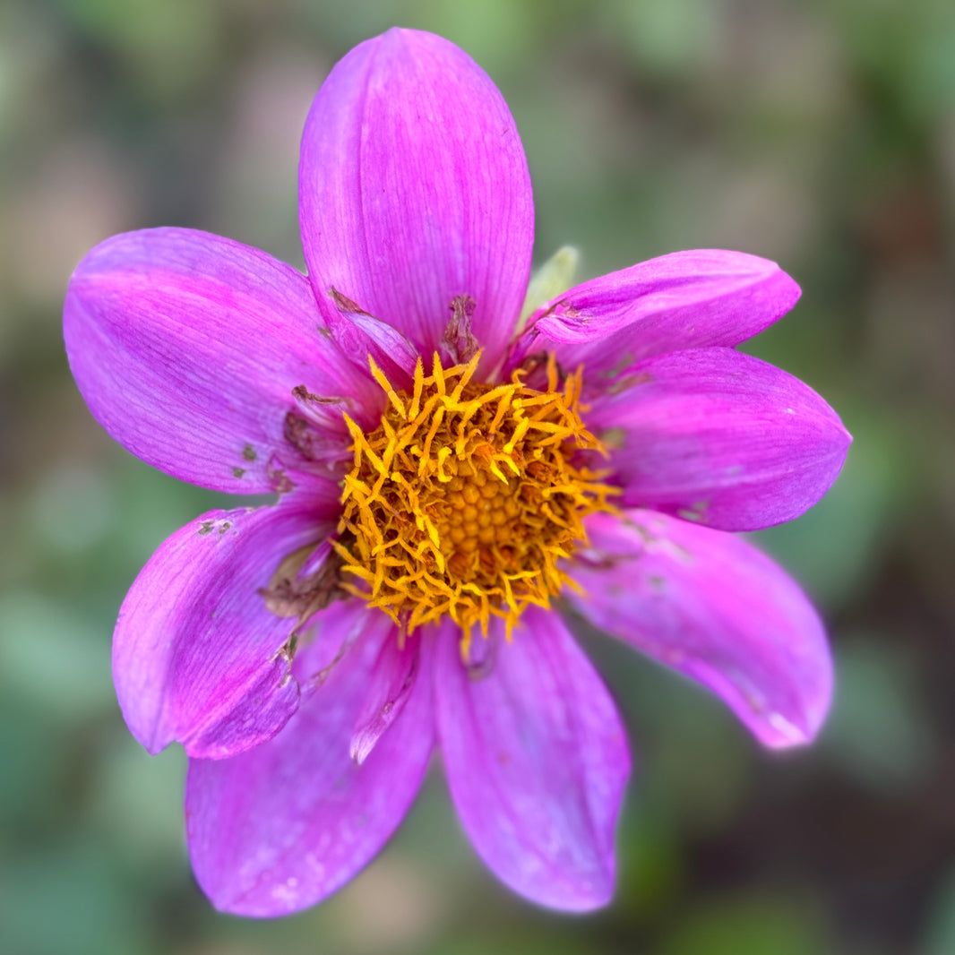 Dahlias - Collarette – Southern Highlands Flower Farm