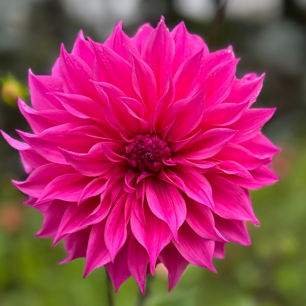 Carlos Hot Pink – Southern Highlands Flower Farm