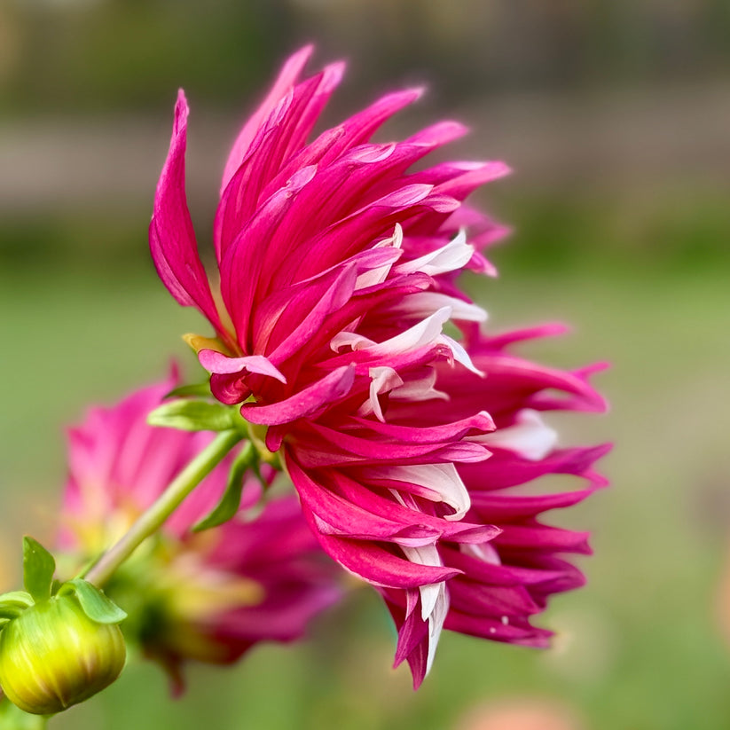 Cherry Flip (N/A) – Southern Highlands Flower Farm