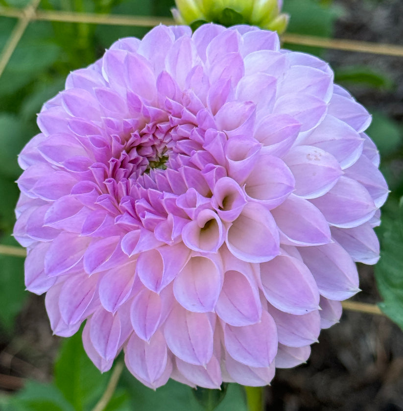 CK Faye – Southern Highlands Flower Farm