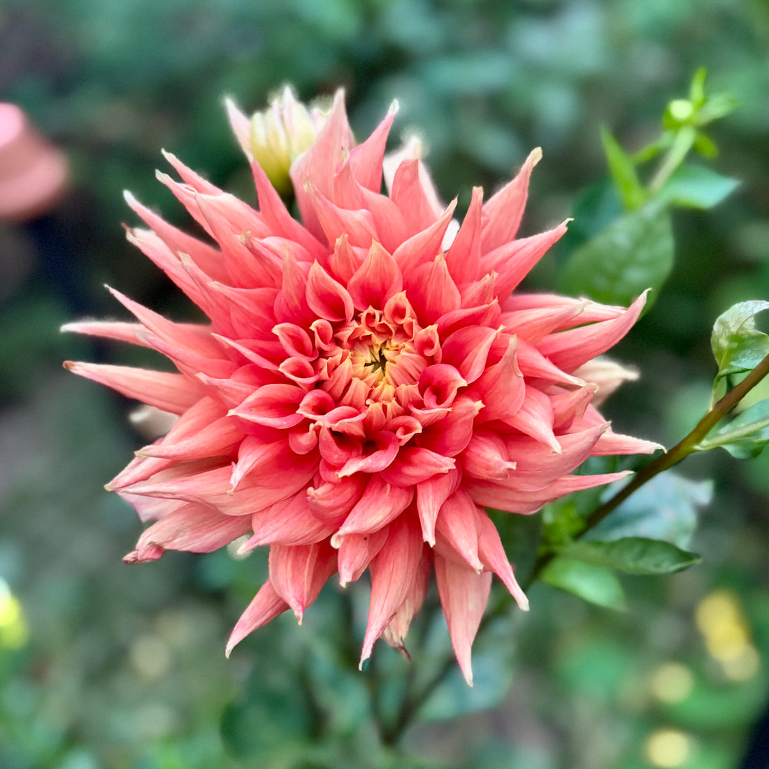 Conquestor – Southern Highlands Flower Farm