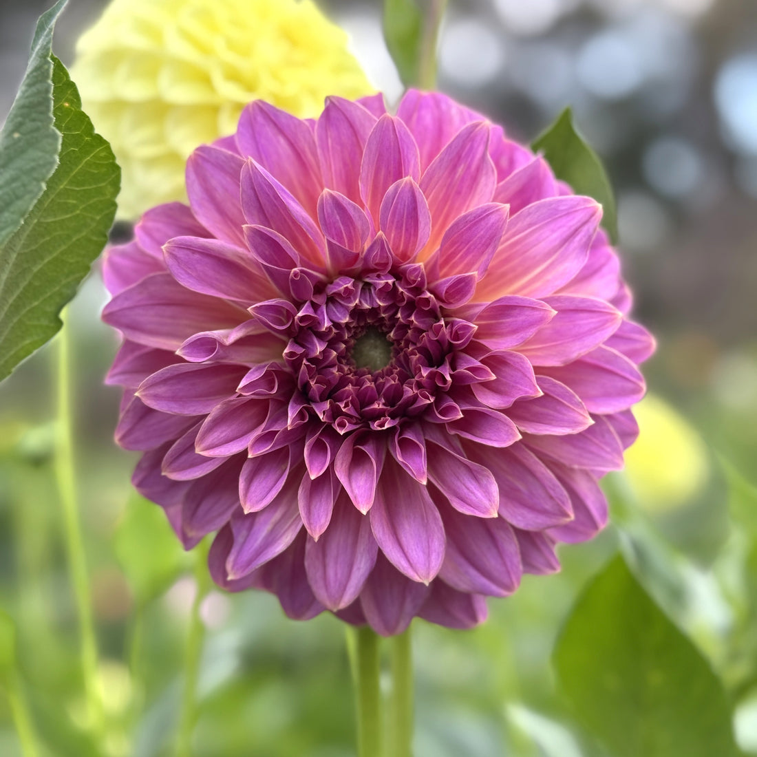 Coorabell Caitlyn – Southern Highlands Flower Farm