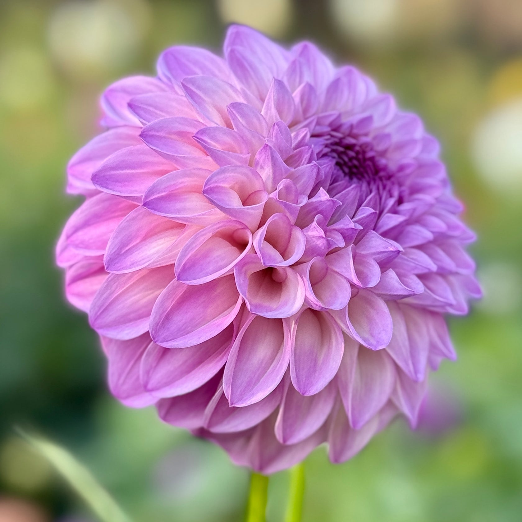 Darbro Barton A25 – Southern Highlands Flower Farm