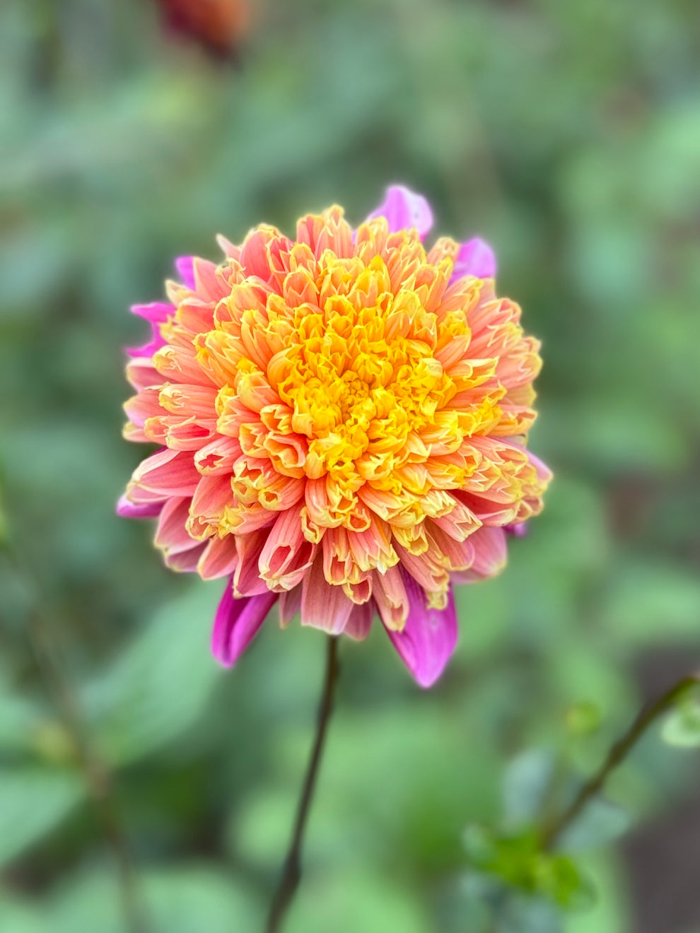 Daisy – Southern Highlands Flower Farm