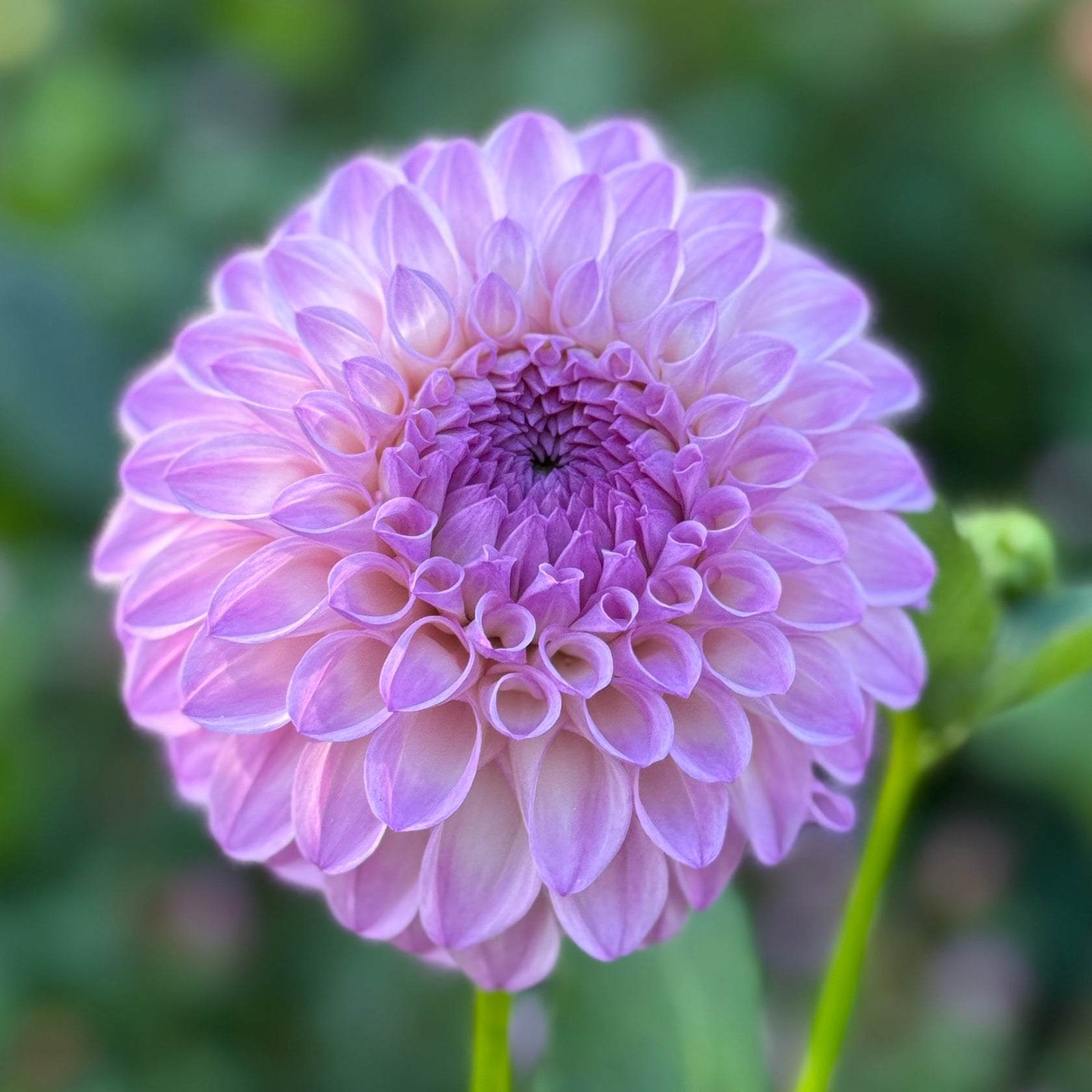 Darbro Barton A25 – Southern Highlands Flower Farm