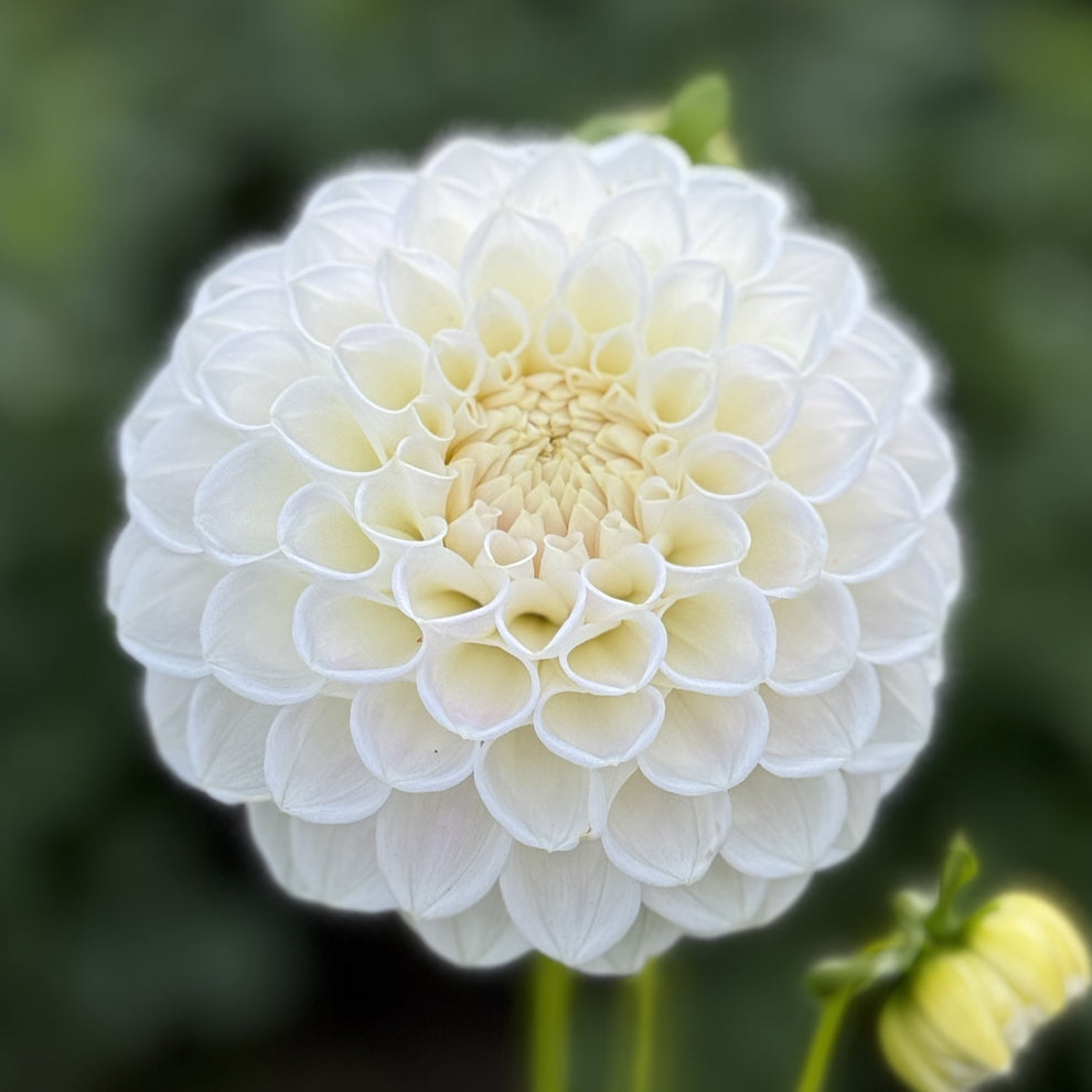 Darbro Beryl (N/A) – Southern Highlands Flower Farm