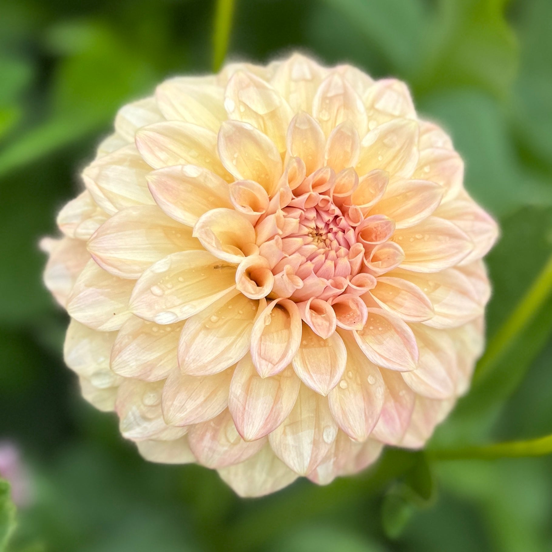 Darbro Highland – Southern Highlands Flower Farm