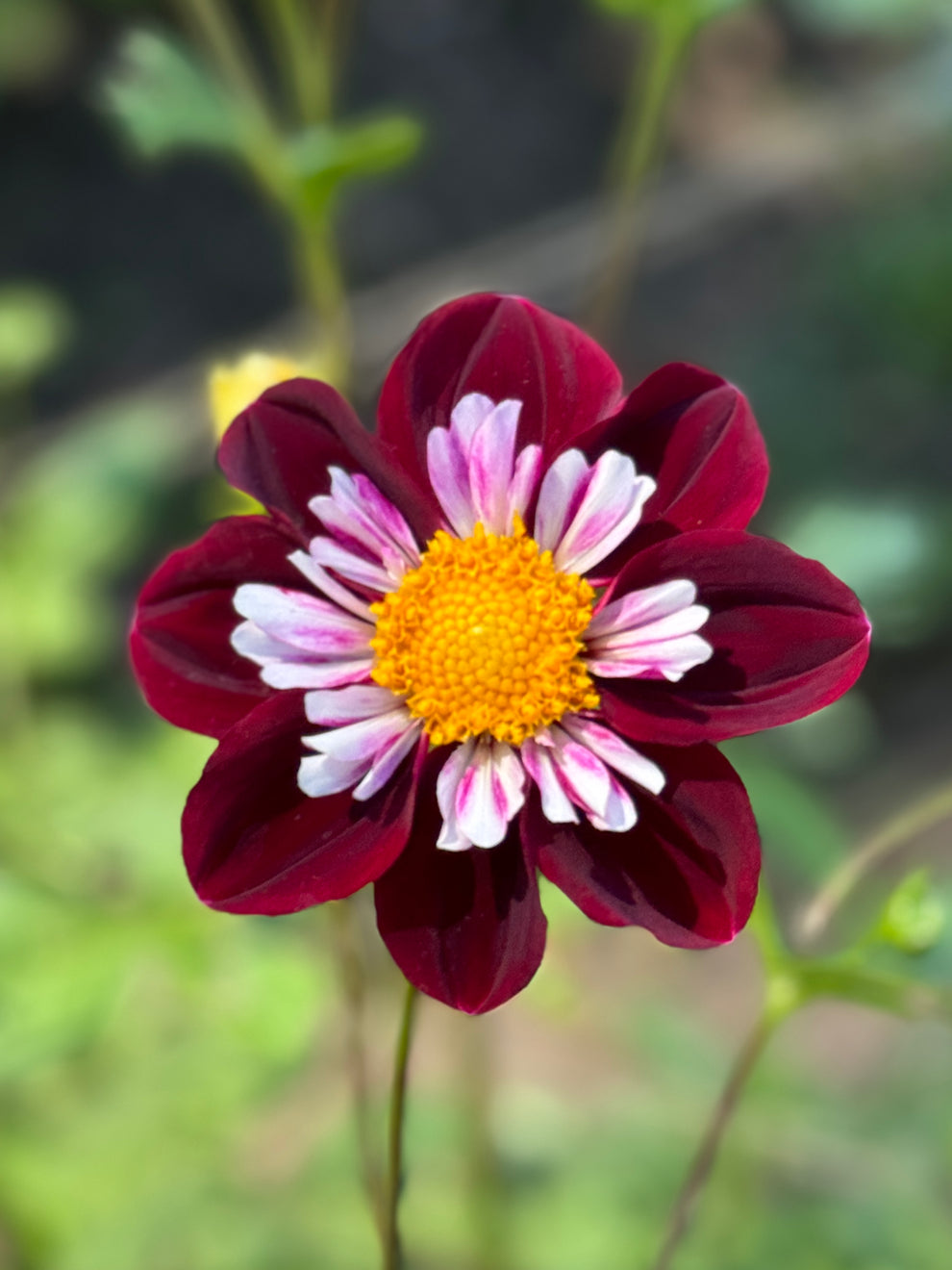 Darbro Marianne – Southern Highlands Flower Farm