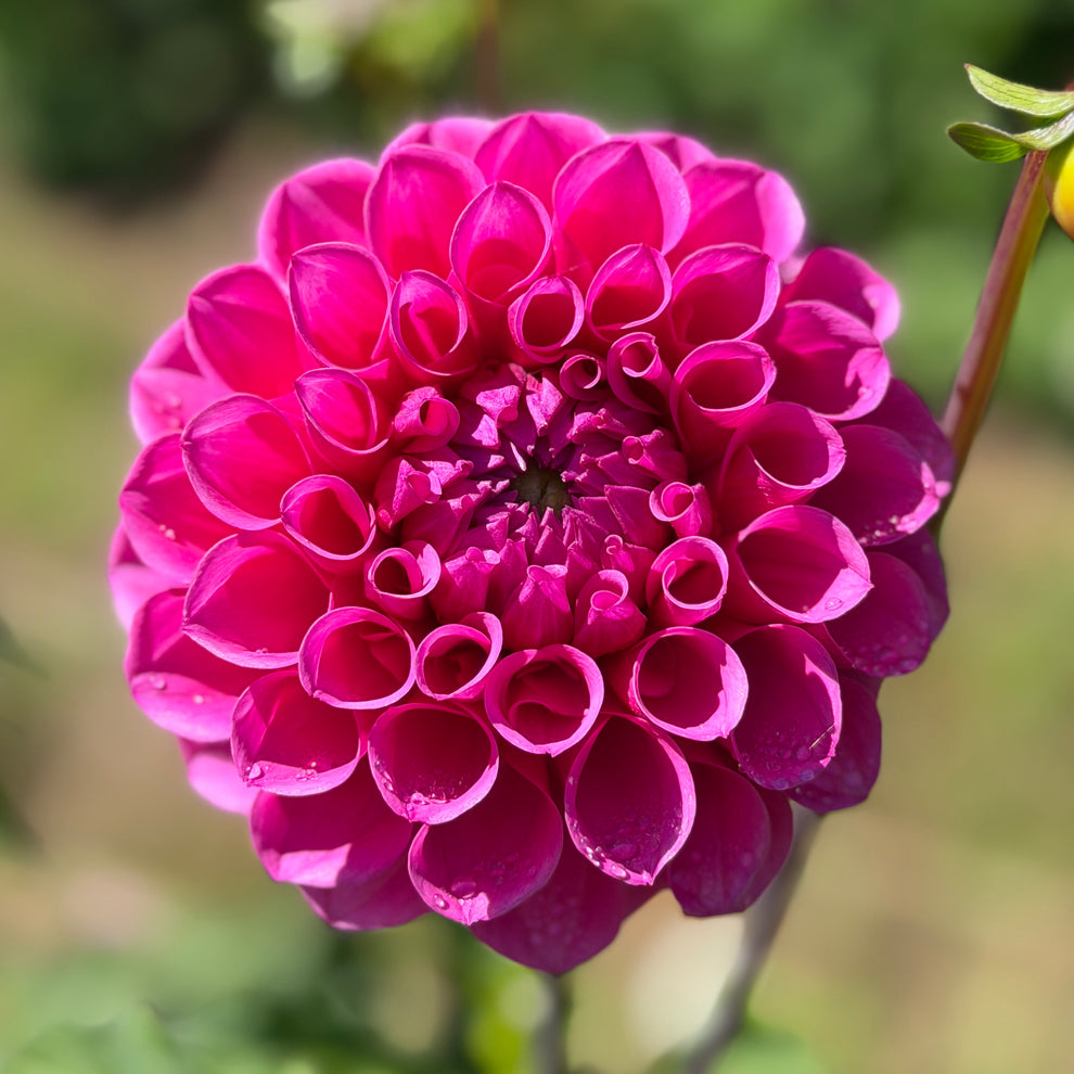 Darbro Myah – Southern Highlands Flower Farm