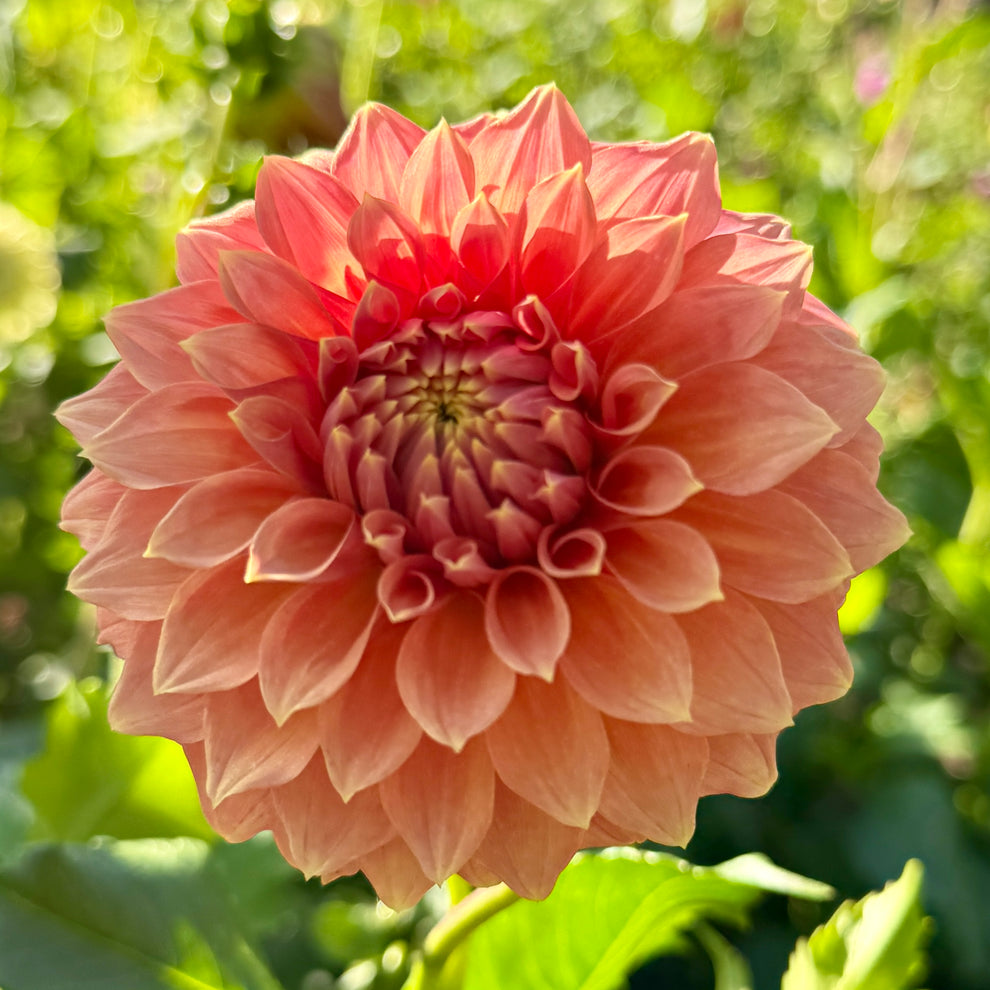 Darbro Palamino – Southern Highlands Flower Farm