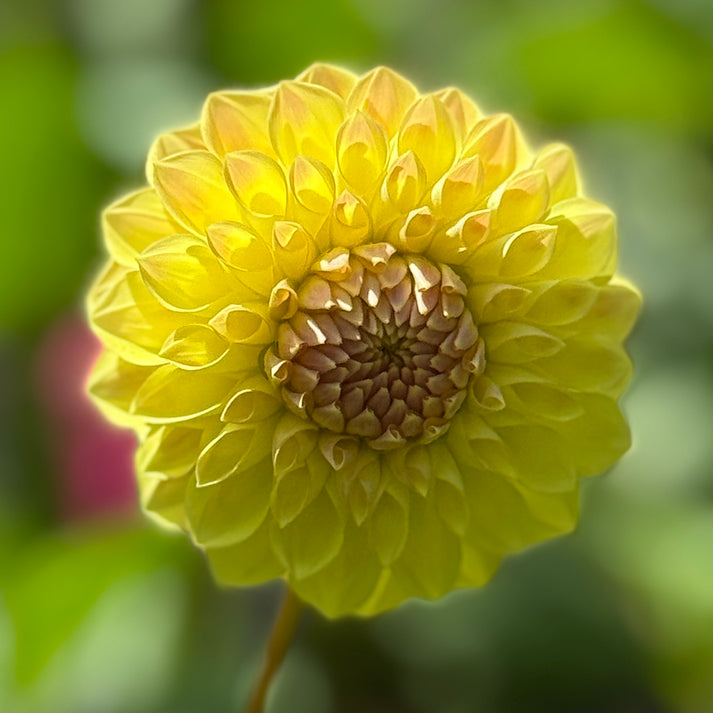 Darbro Skylah – Southern Highlands Flower Farm
