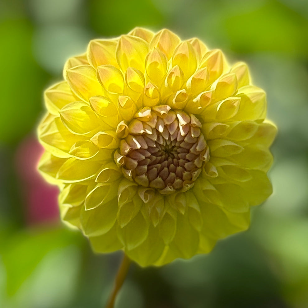Darbro Skylah – Southern Highlands Flower Farm