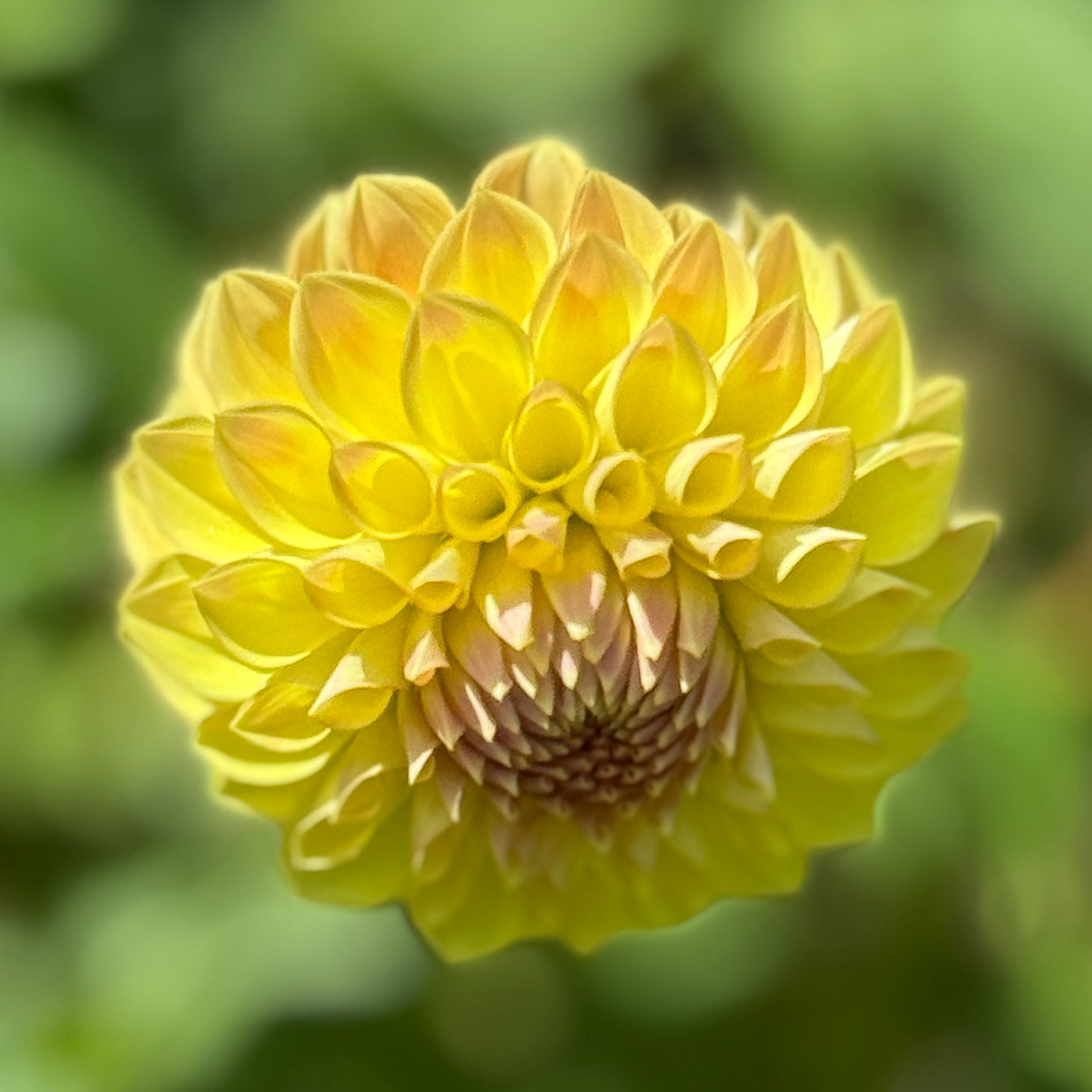 Darbro Skylah – Southern Highlands Flower Farm