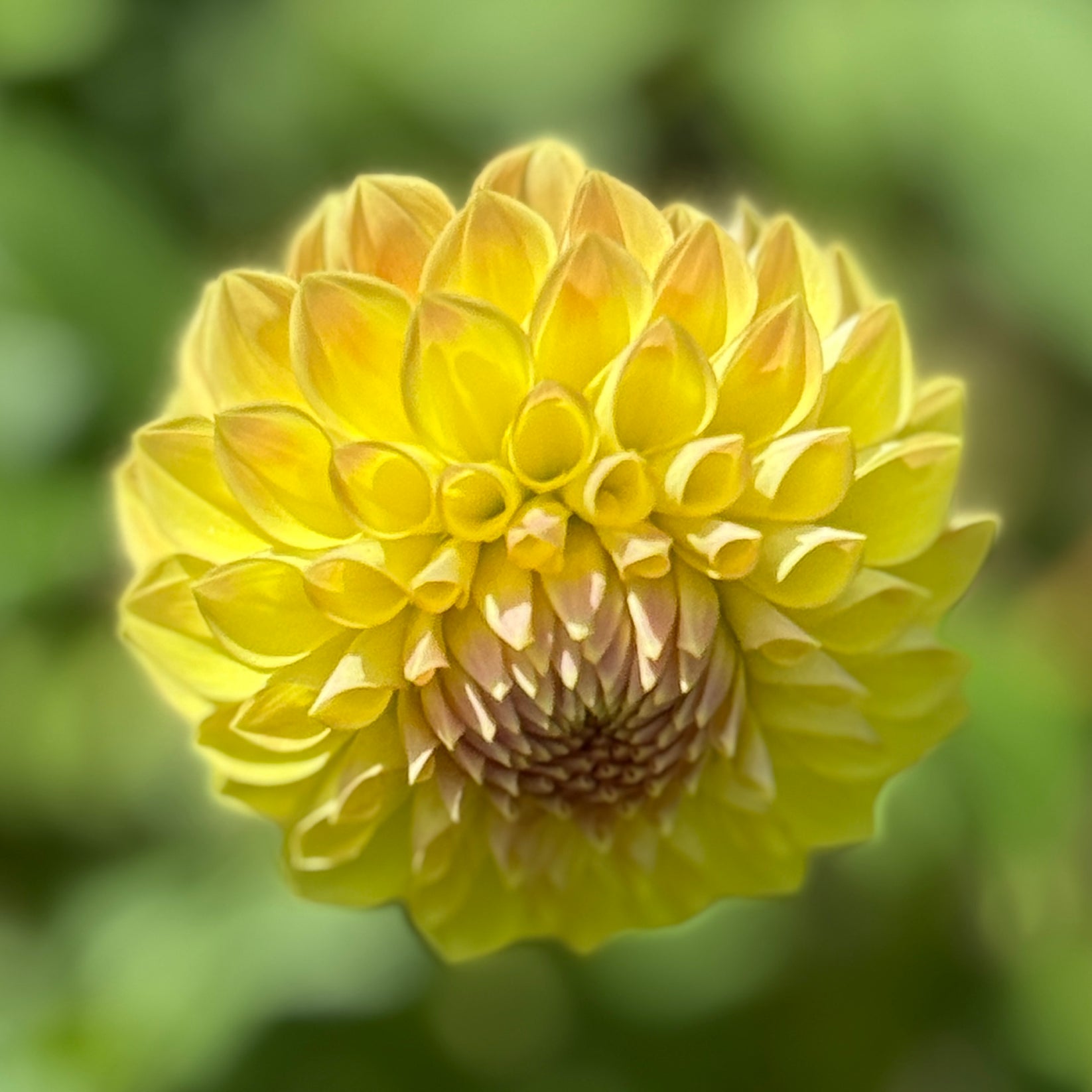 Darbro Skylah – Southern Highlands Flower Farm