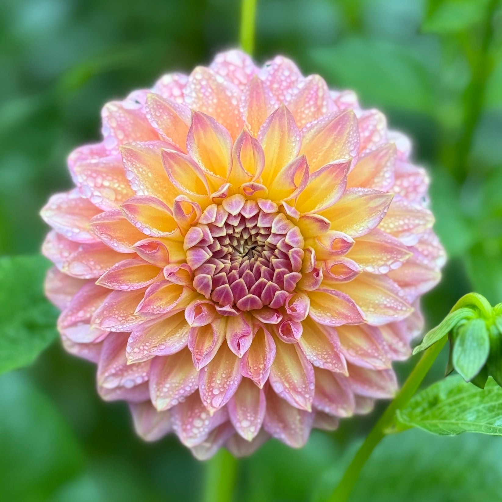 Darbro Skylah – Southern Highlands Flower Farm