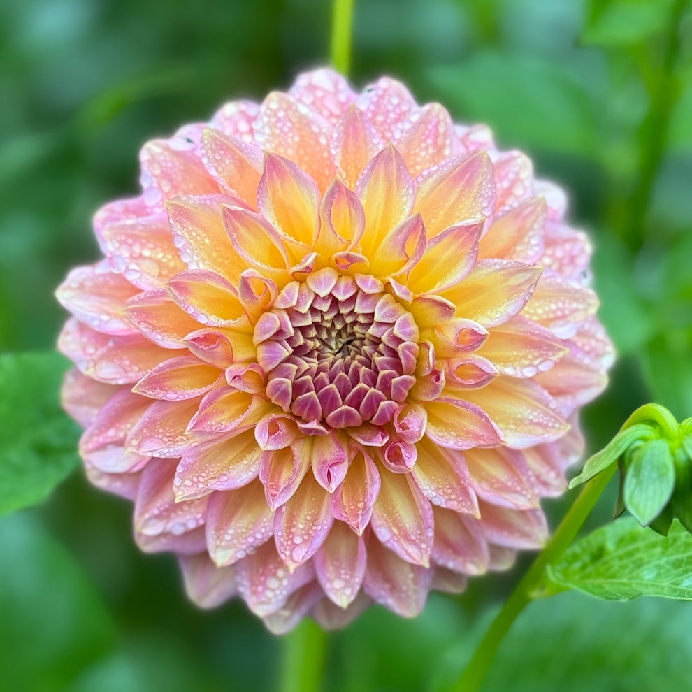 Darbro Skylah – Southern Highlands Flower Farm