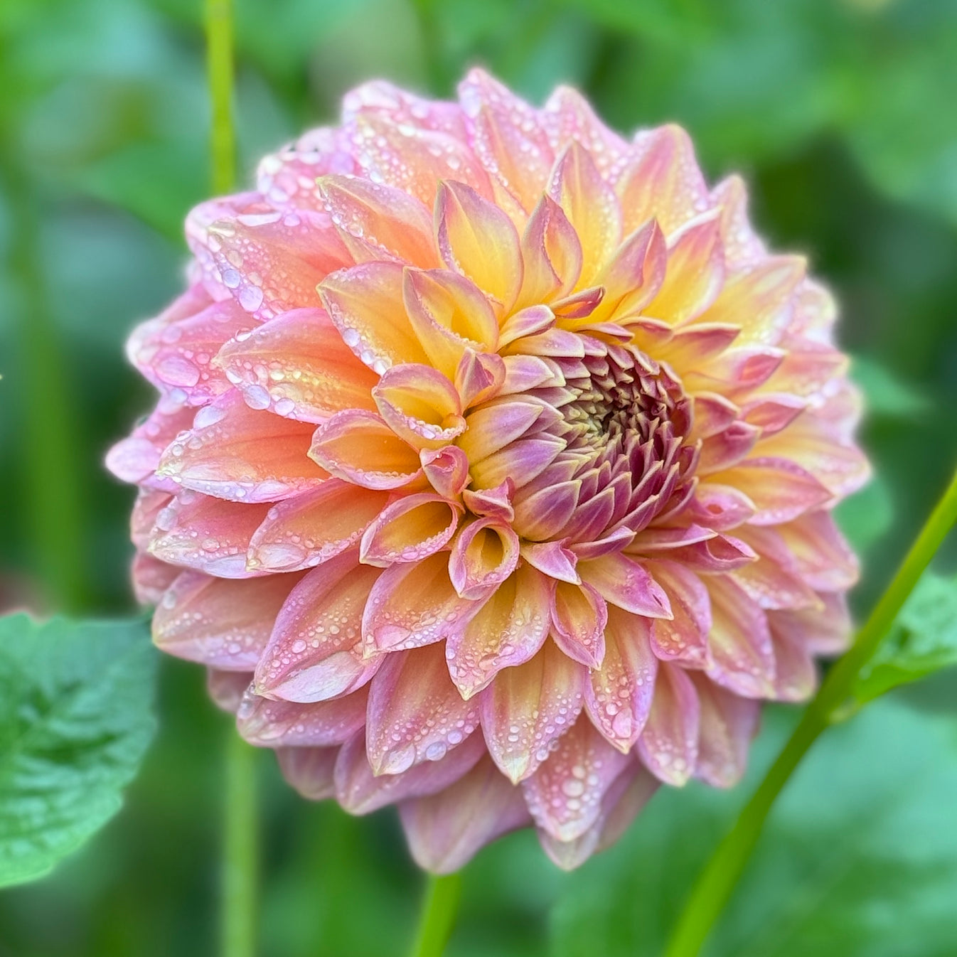 Darbro Skylah – Southern Highlands Flower Farm
