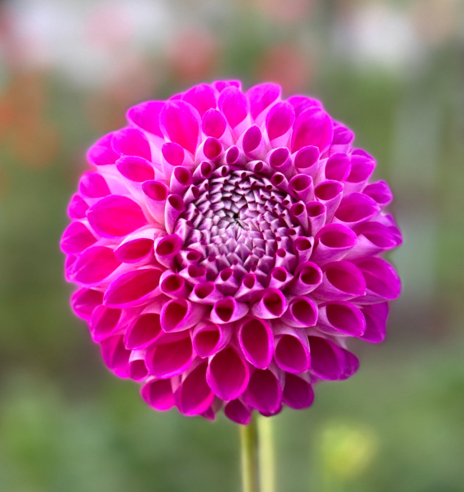 Dahlias - Ball – Southern Highlands Flower Farm