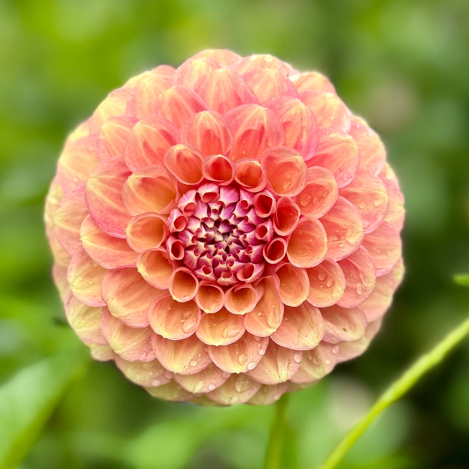Devon Apollo – Southern Highlands Flower Farm