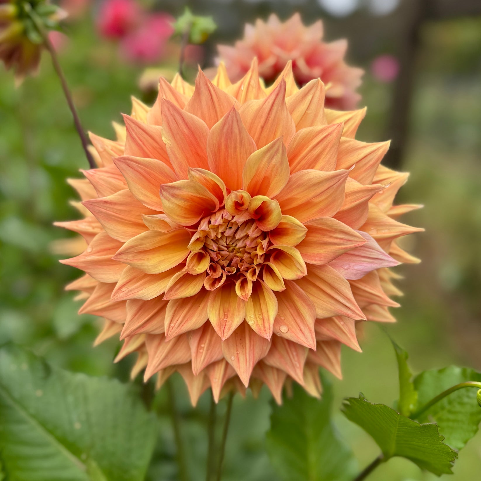 Devon Caramello – Southern Highlands Flower Farm
