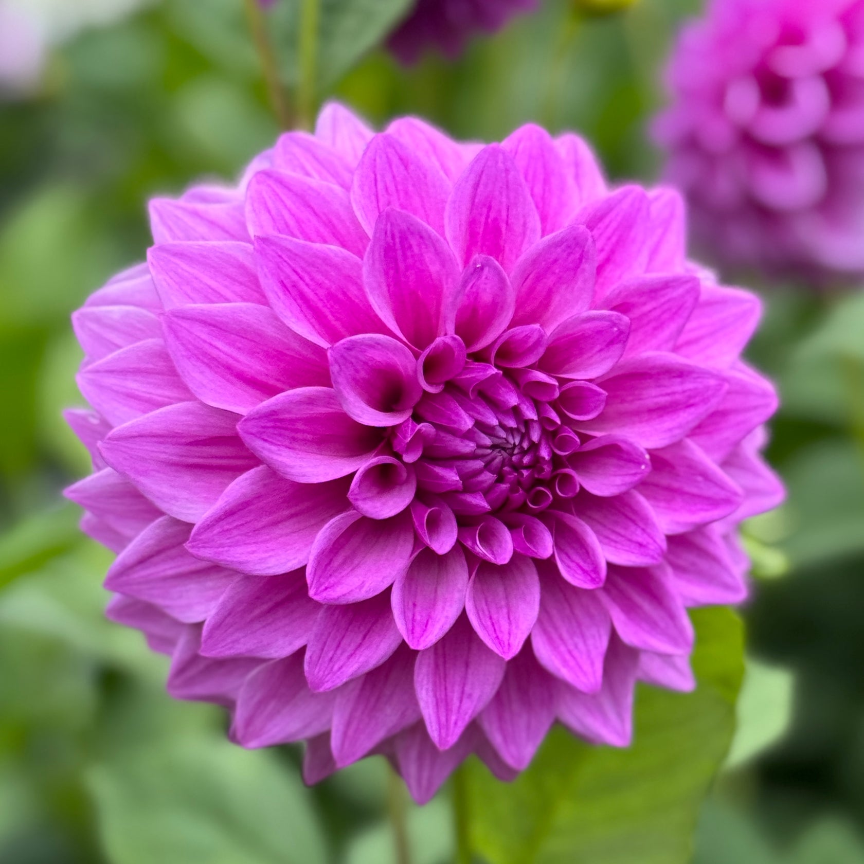 Devon Desire – Southern Highlands Flower Farm