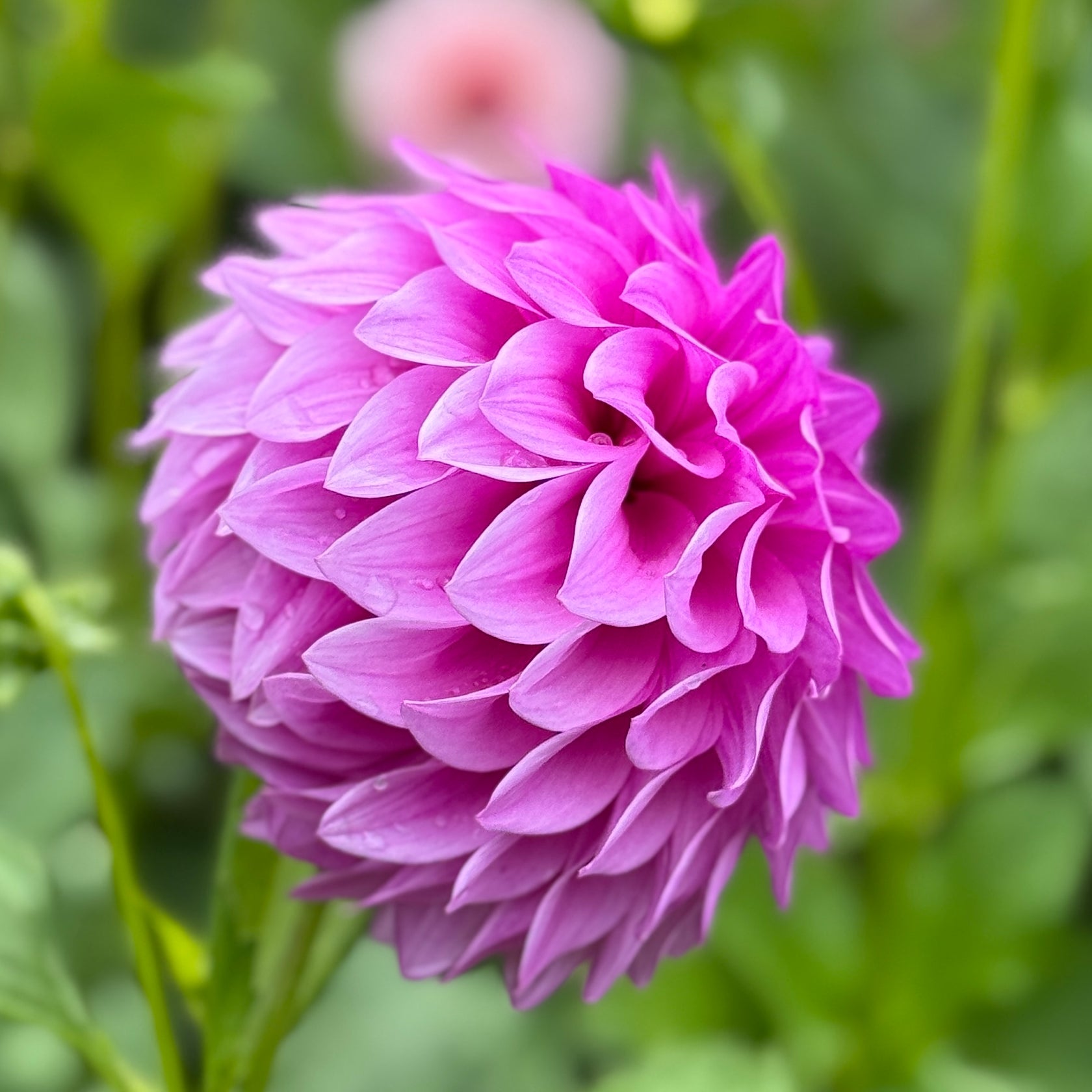 Devon Desire – Southern Highlands Flower Farm